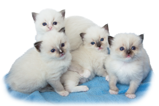 Ragdoll kiscicák - AquamarineDolls Ragdoll Kennel